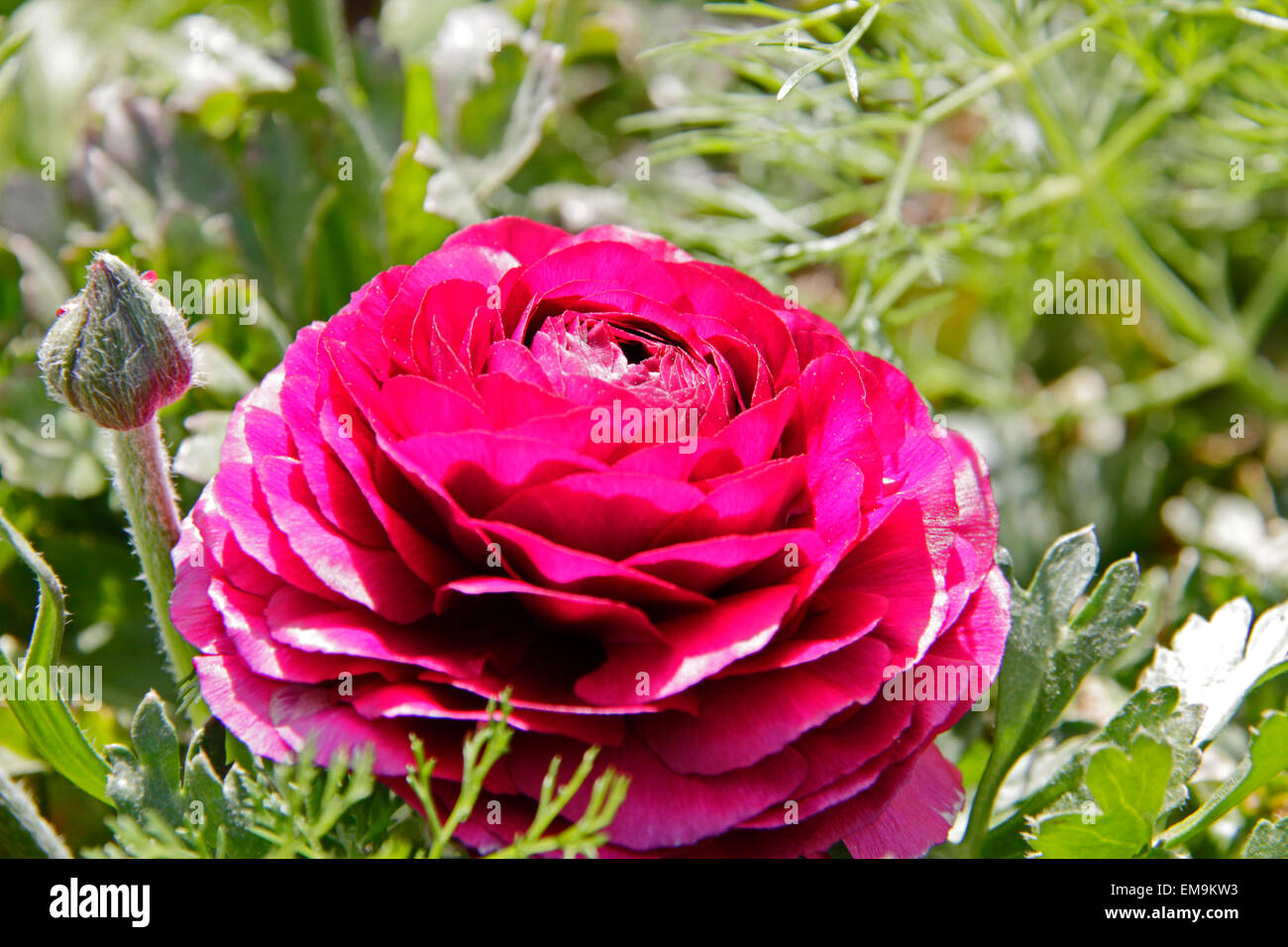 Pink Persian buttercups, Ranunculus asiaticus Stock Photo - Alamy
