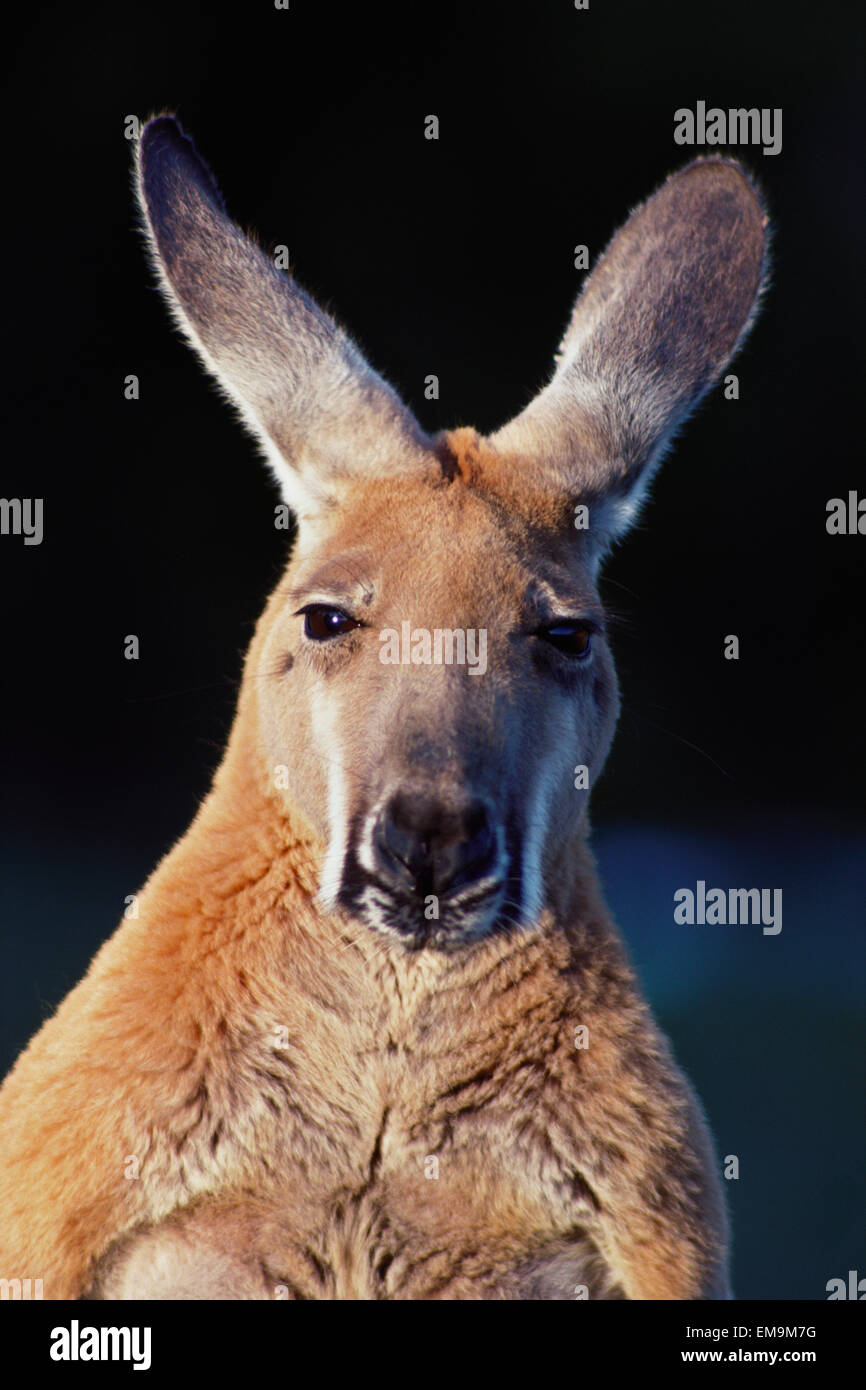 Australia, Close-Up Portrait Of A Red Kangaroo Stock Photo - Alamy