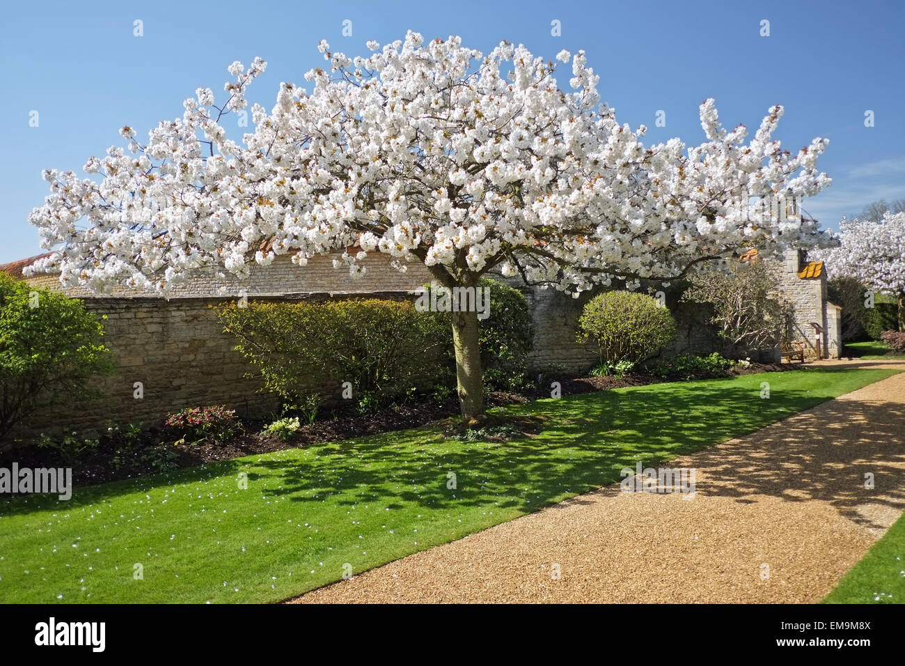 Prunus tree hi-res stock photography and images - Alamy