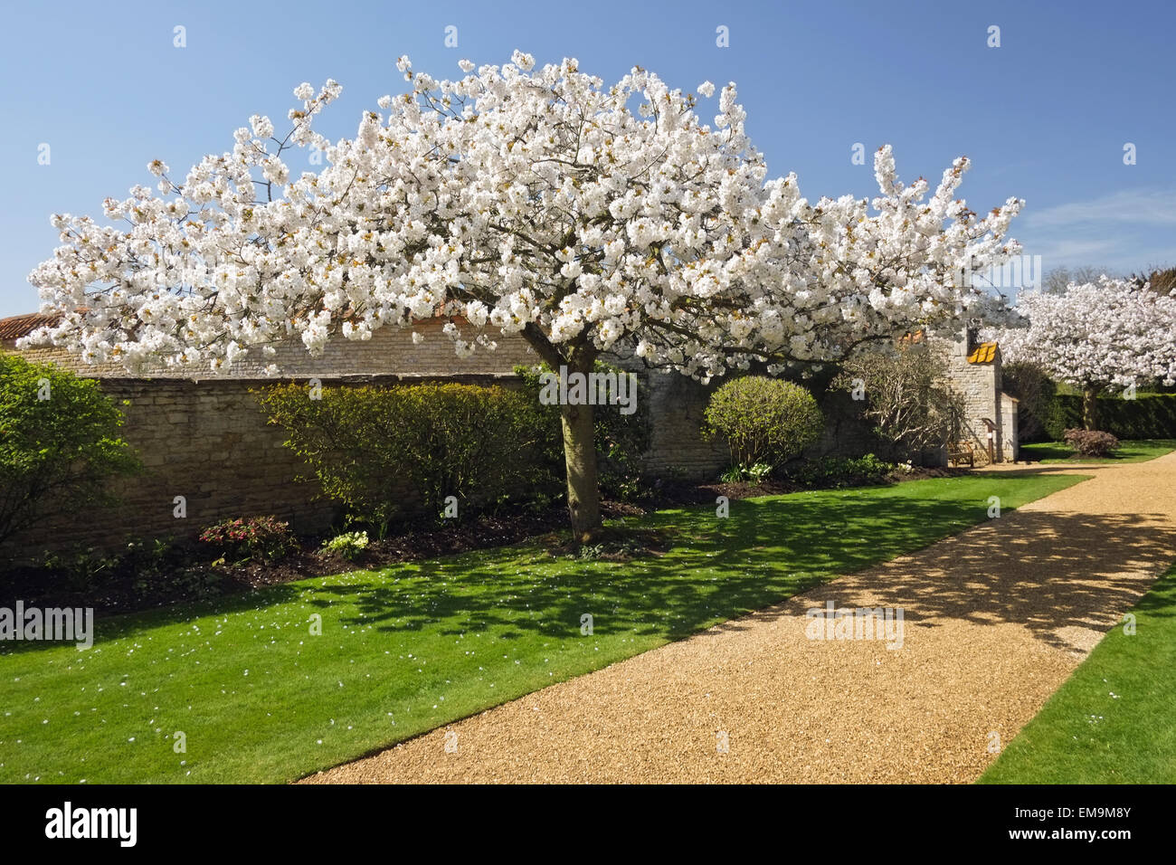 Prunus tree hi-res stock photography and images - Alamy