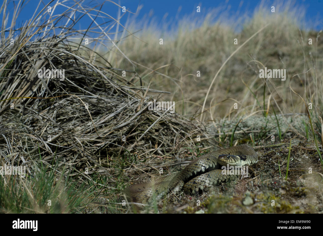 Snake in grass hi-res stock photography and images - Alamy