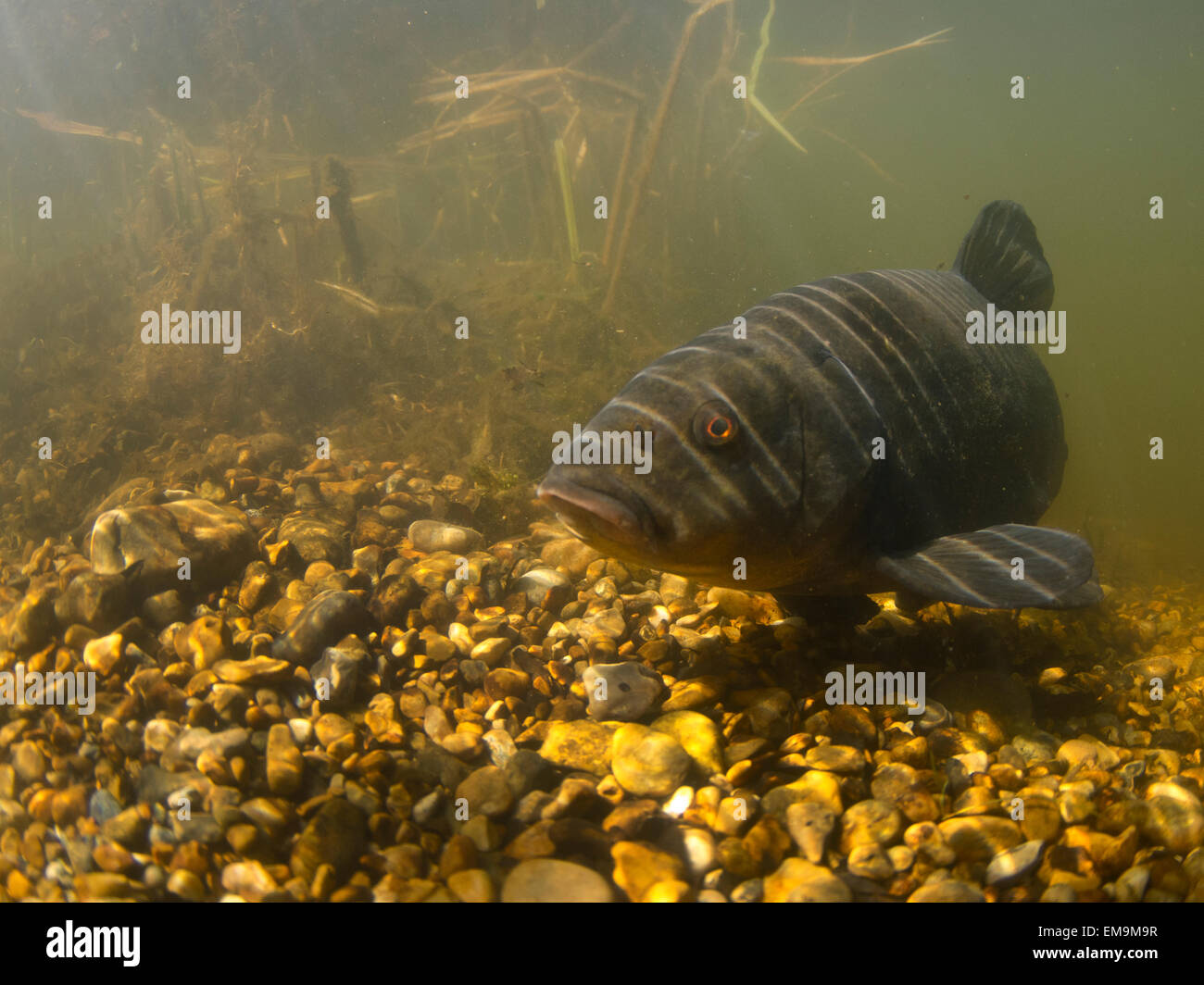 Tench hi-res stock photography and images - Alamy