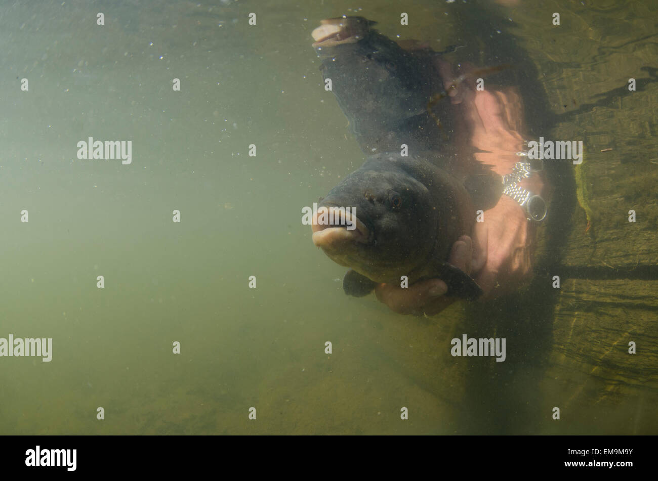 Tench hi-res stock photography and images - Alamy