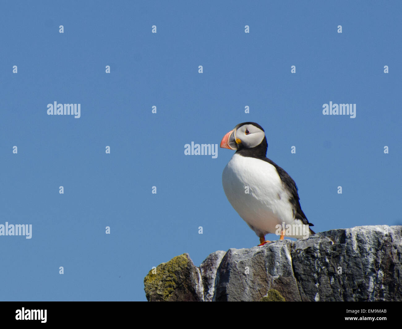 Puffin alone hi-res stock photography and images - Alamy