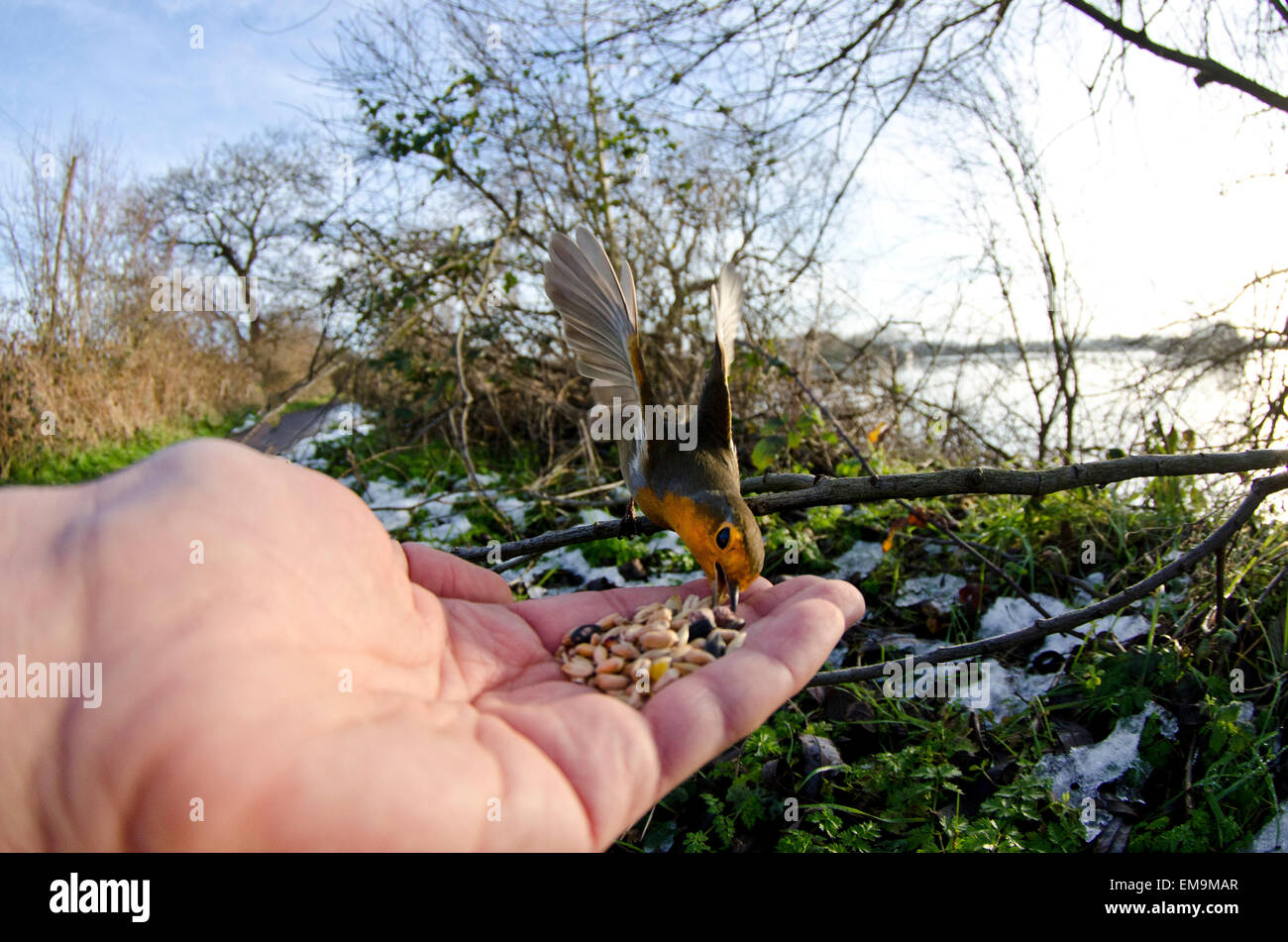 Robin hand feeding hi-res stock photography and images - Alamy