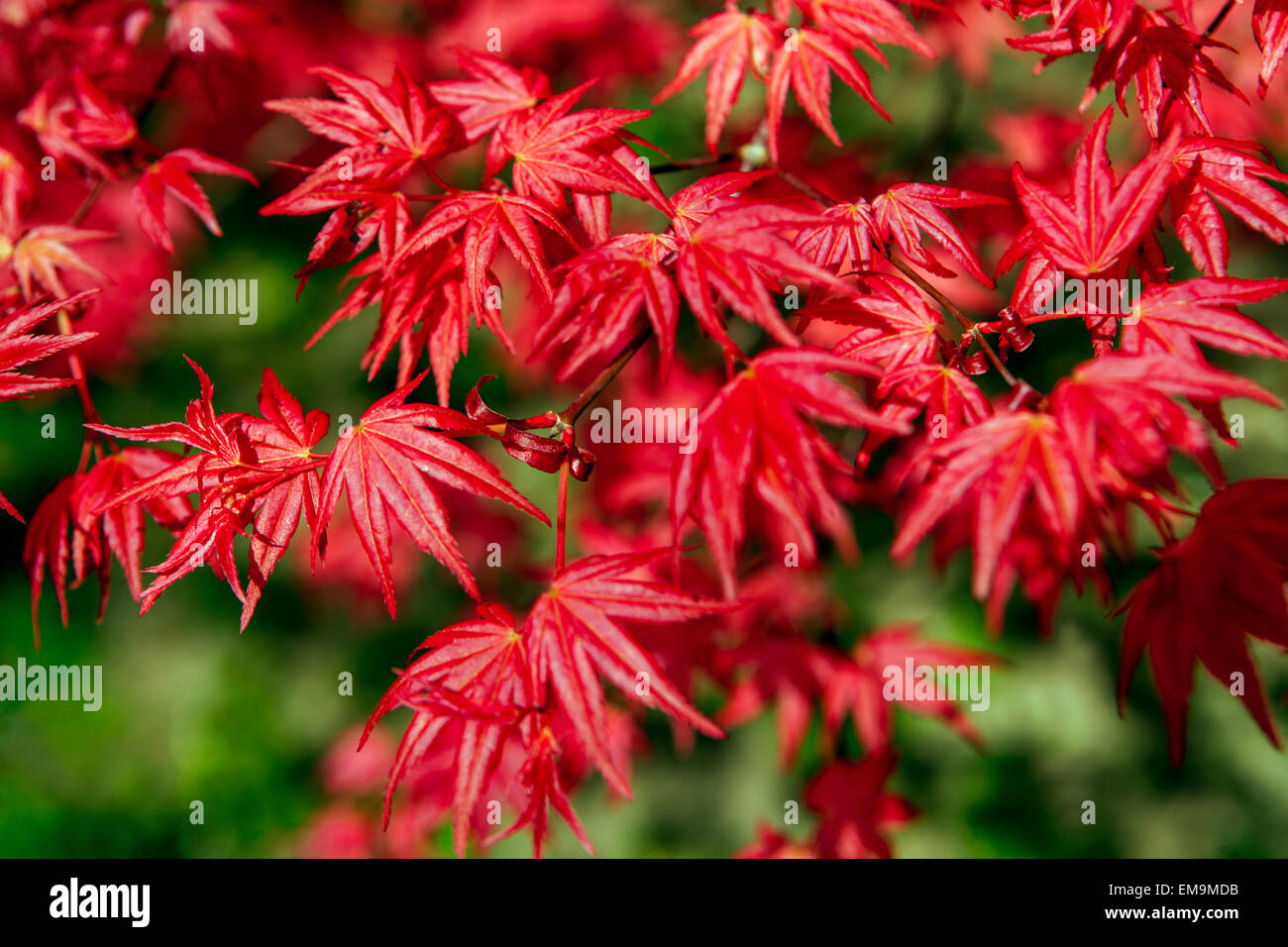 Japanese maple hi-res stock photography and images - Alamy