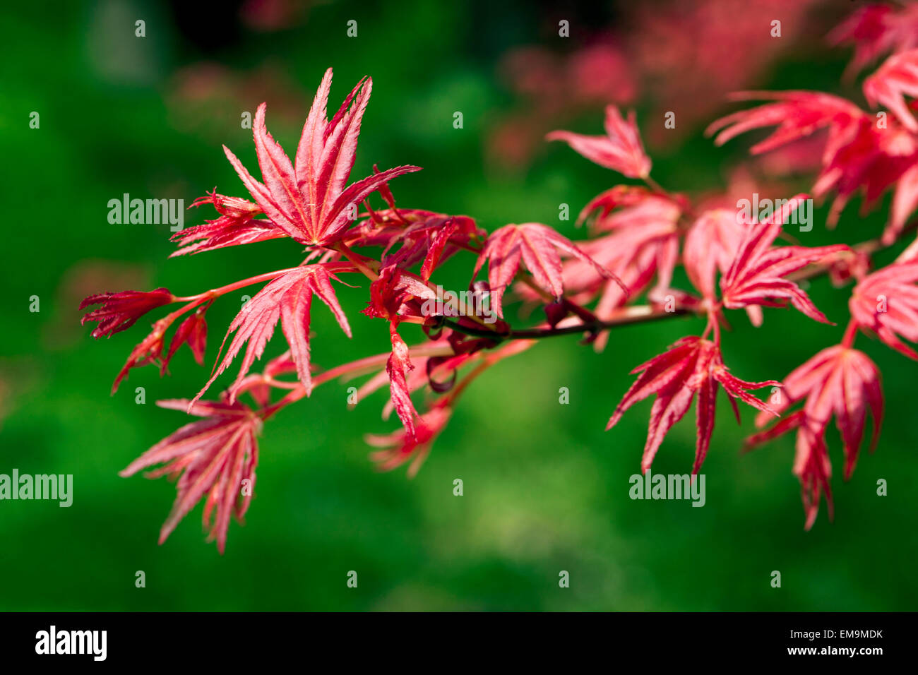 Japanese maple hi-res stock photography and images - Alamy