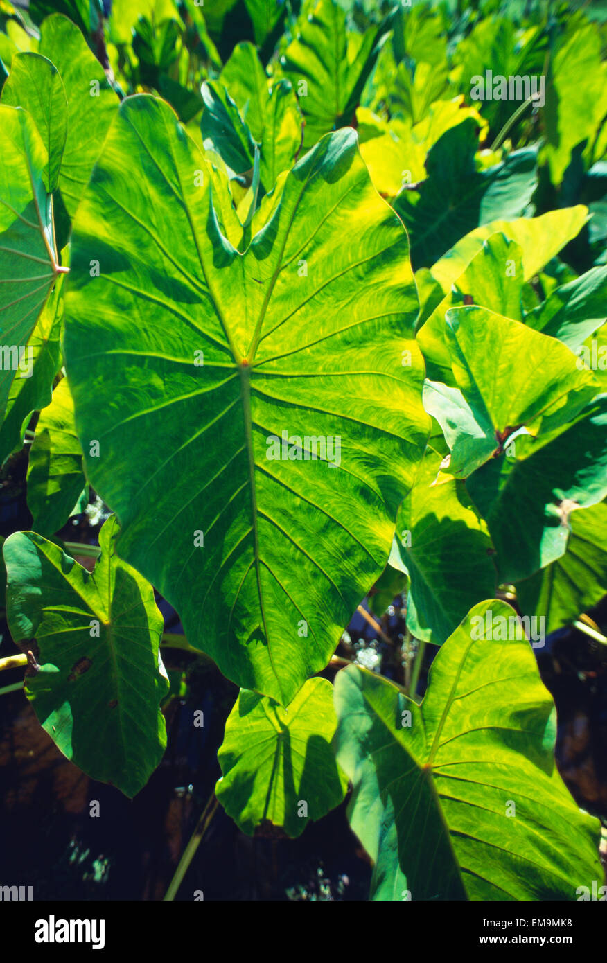 Taro patch hi-res stock photography and images - Alamy