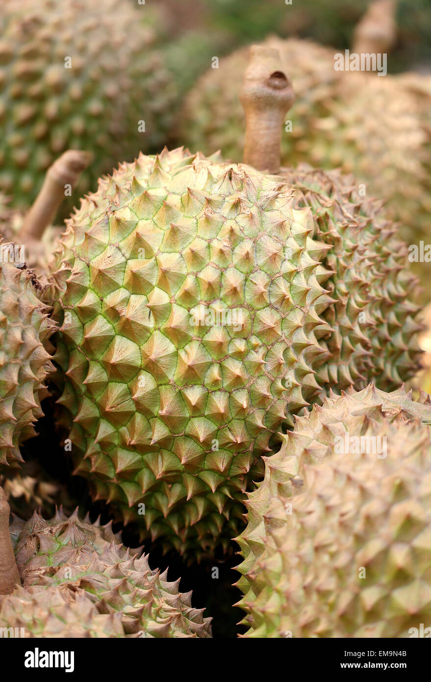 macro a exotic durian in the field Stock Photo - Alamy