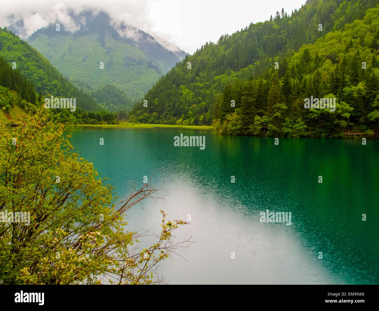 Arrow Bamboo lake at Jiuzhaigou Valley National park in China Stock ...