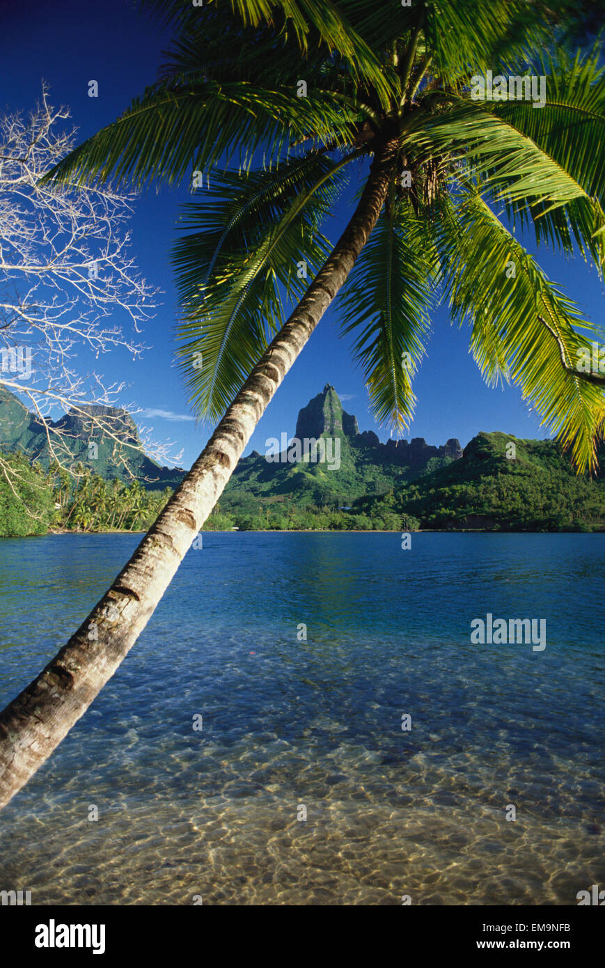 French Polynesia, Moorea, Opunohu Bay, Scenic View Of Clear Bay And ...