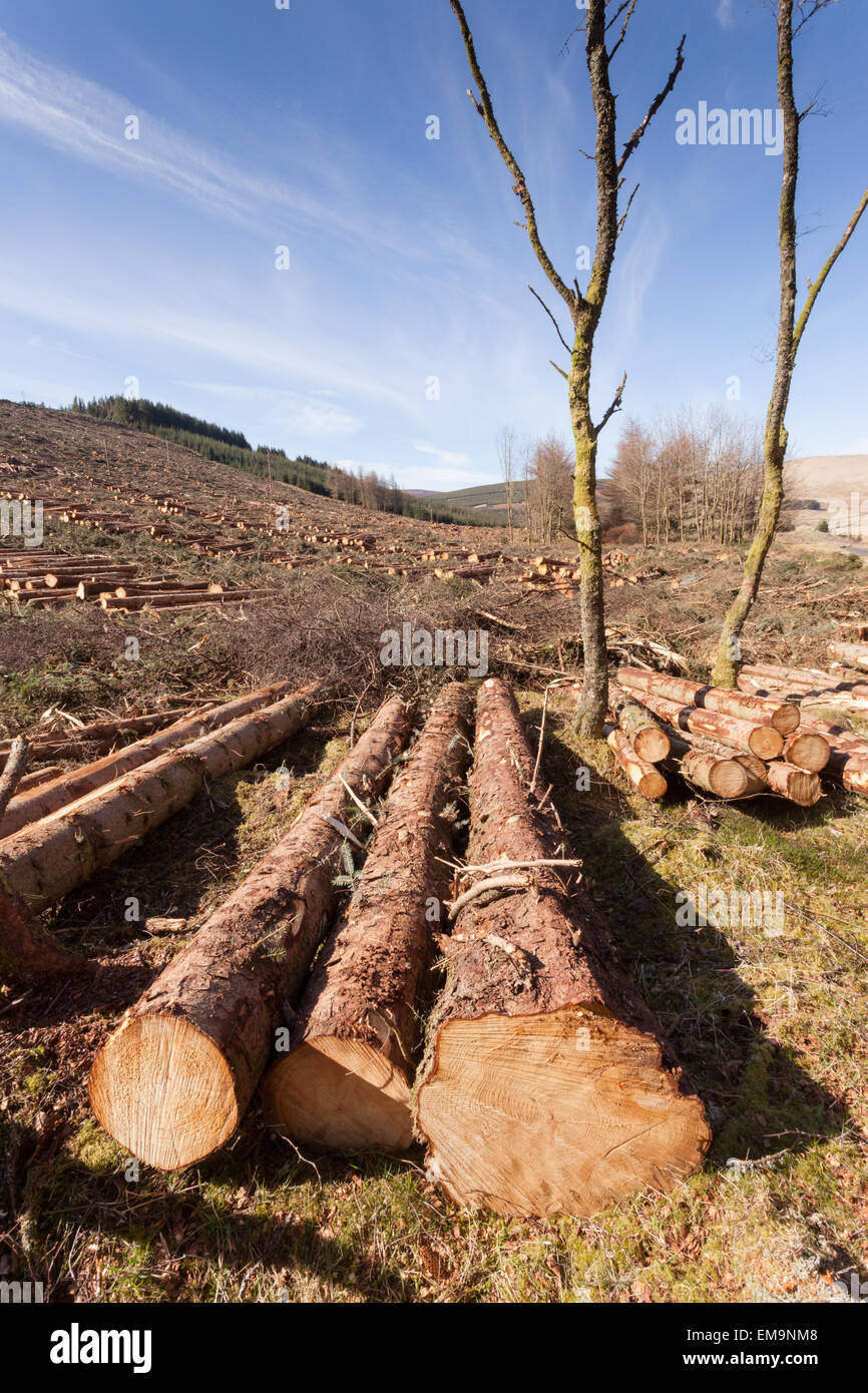 Timber production hi-res stock photography and images - Alamy