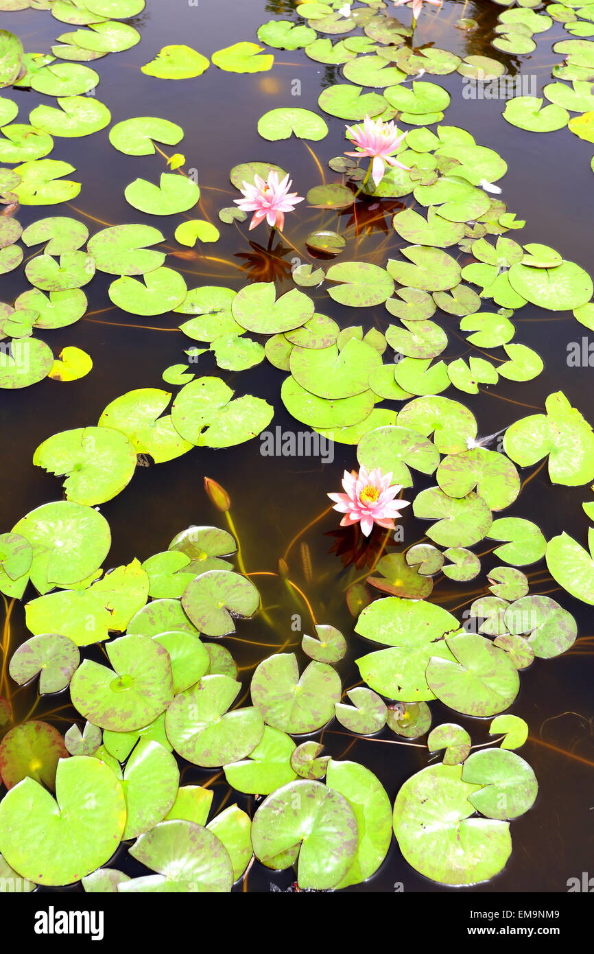 pink water lilies in the Japanese garden at Al Areen Wildlife Park ...