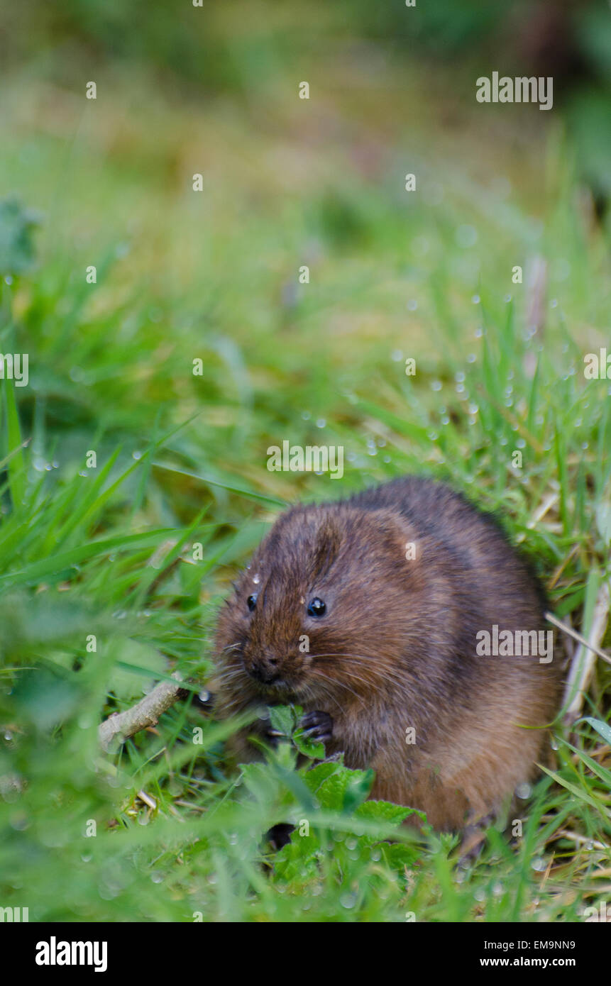 Vole eating grass hi-res stock photography and images - Alamy