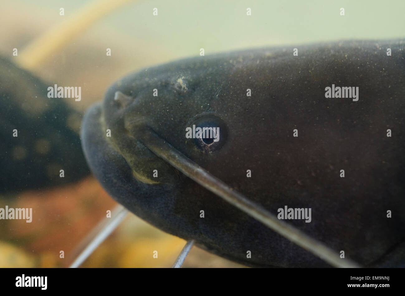 Wels catfish hi-res stock photography and images - Alamy