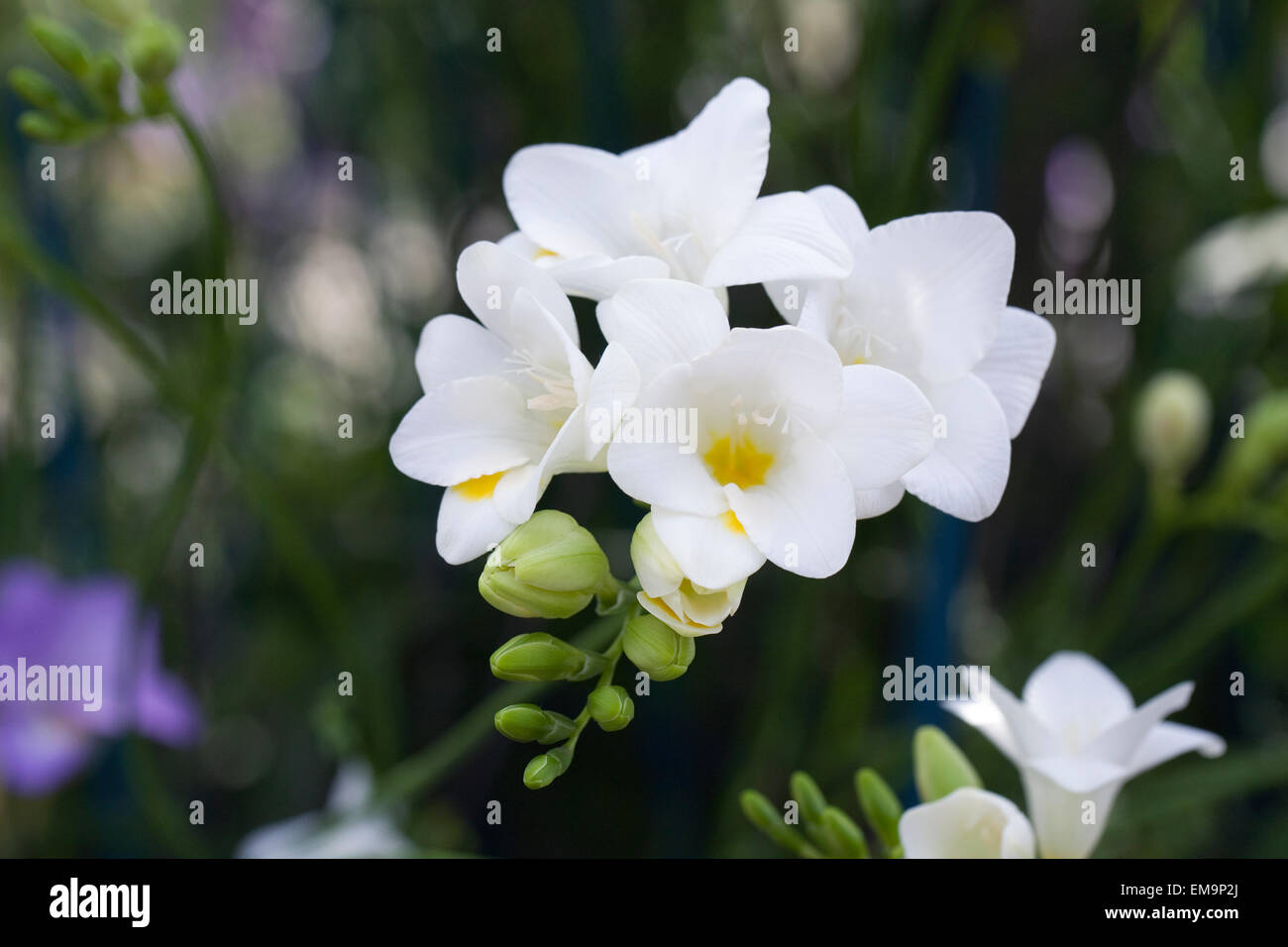 Freesia Flowers