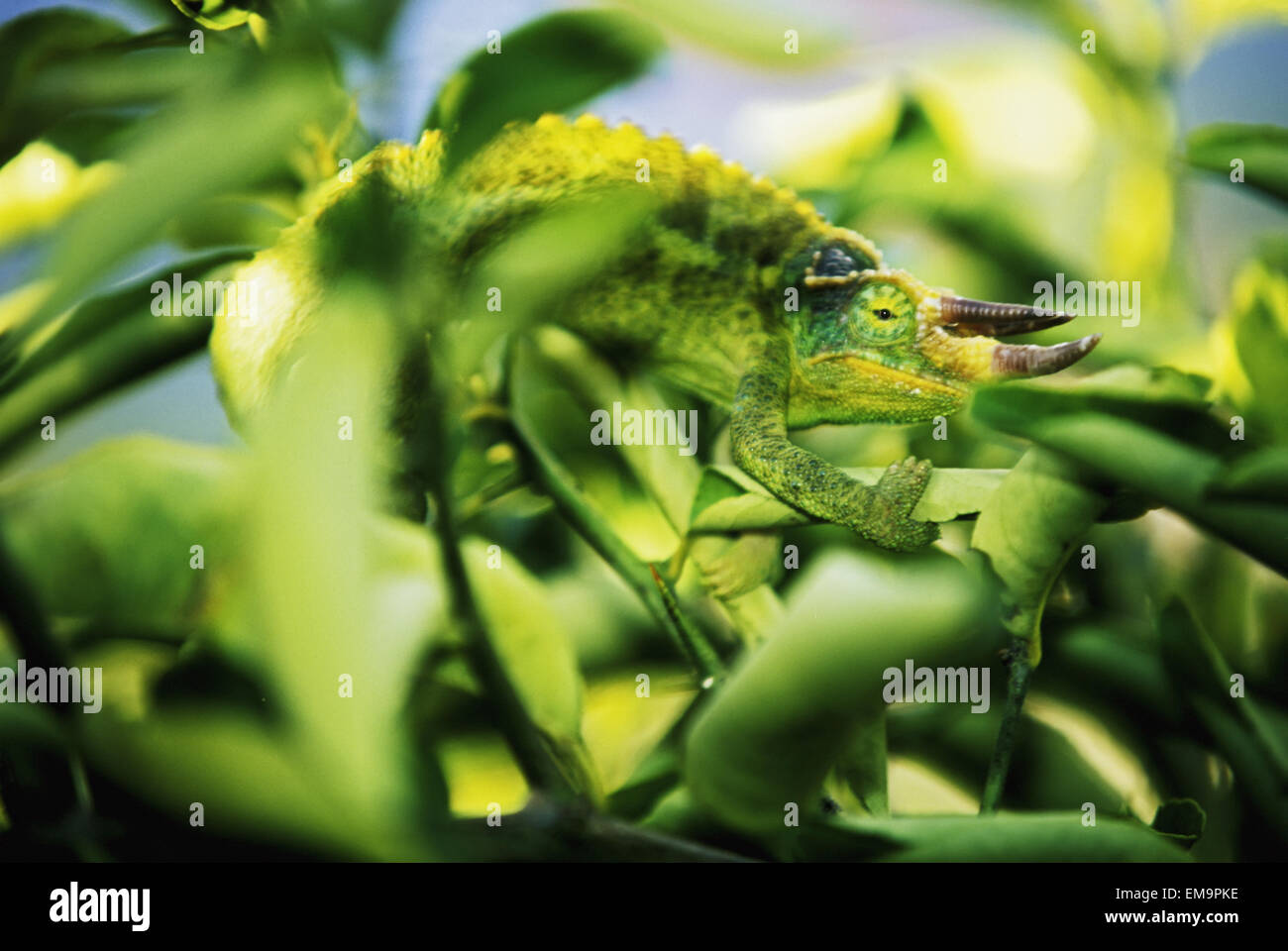 Jackson's Chameleon Blending In To Surrounding Tree Leaves, Bright ...
