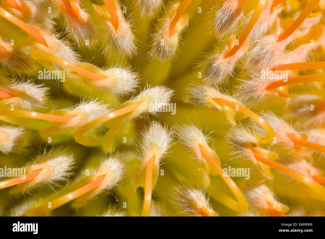Close-Up Top View Red Pin Cushion Protea Blossom Or Leucospermum ...