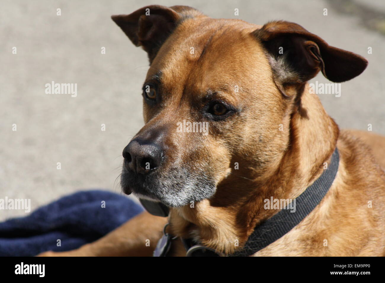 Dog sitting alone Stock Photo - Alamy