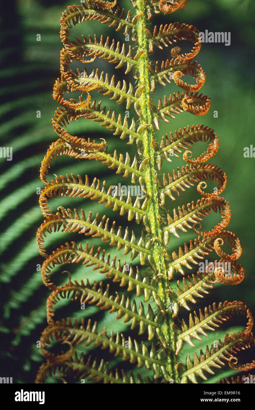 Hawaii, Big Island, Hawaii Volcanoes National Park, Close-Up Of Tree ...