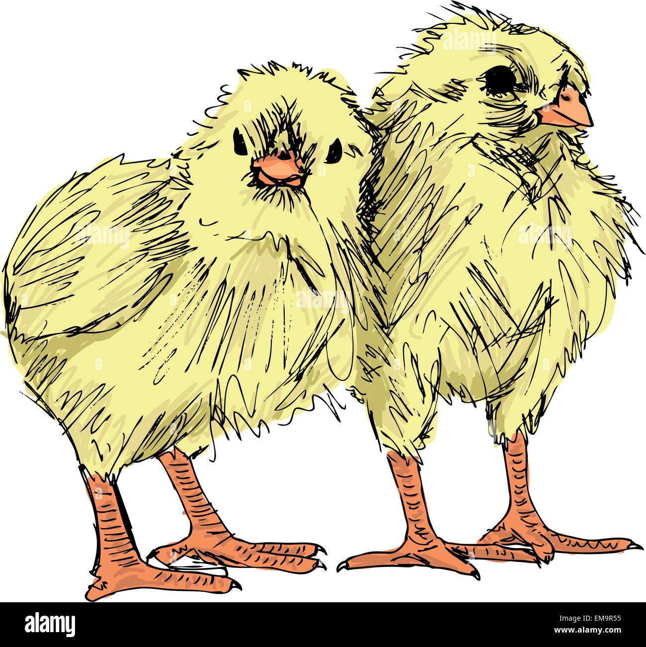 Chicken sketch hi-res stock photography and images - Alamy