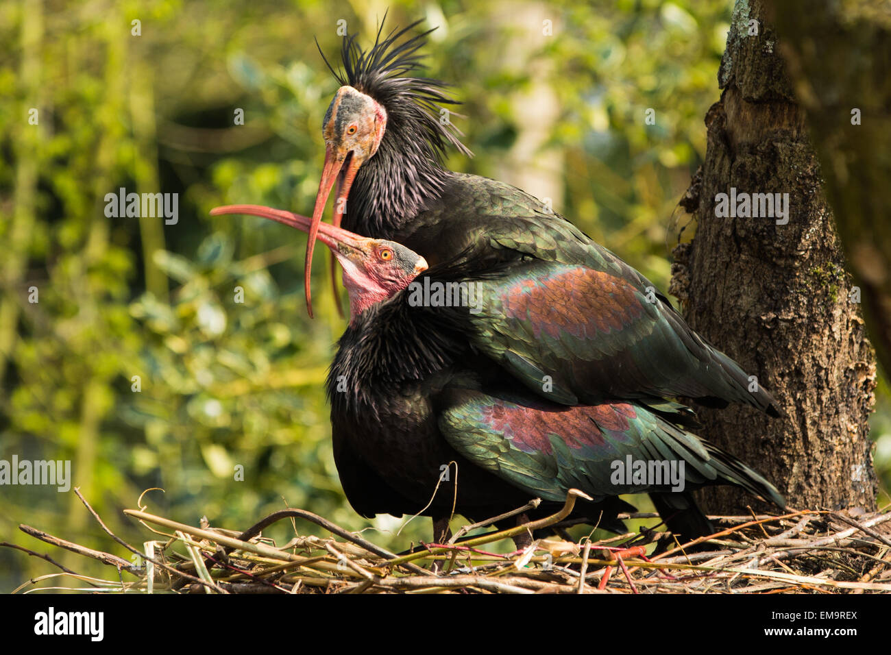 Two Northern Bald Ibis' mating Stock Photo - Alamy