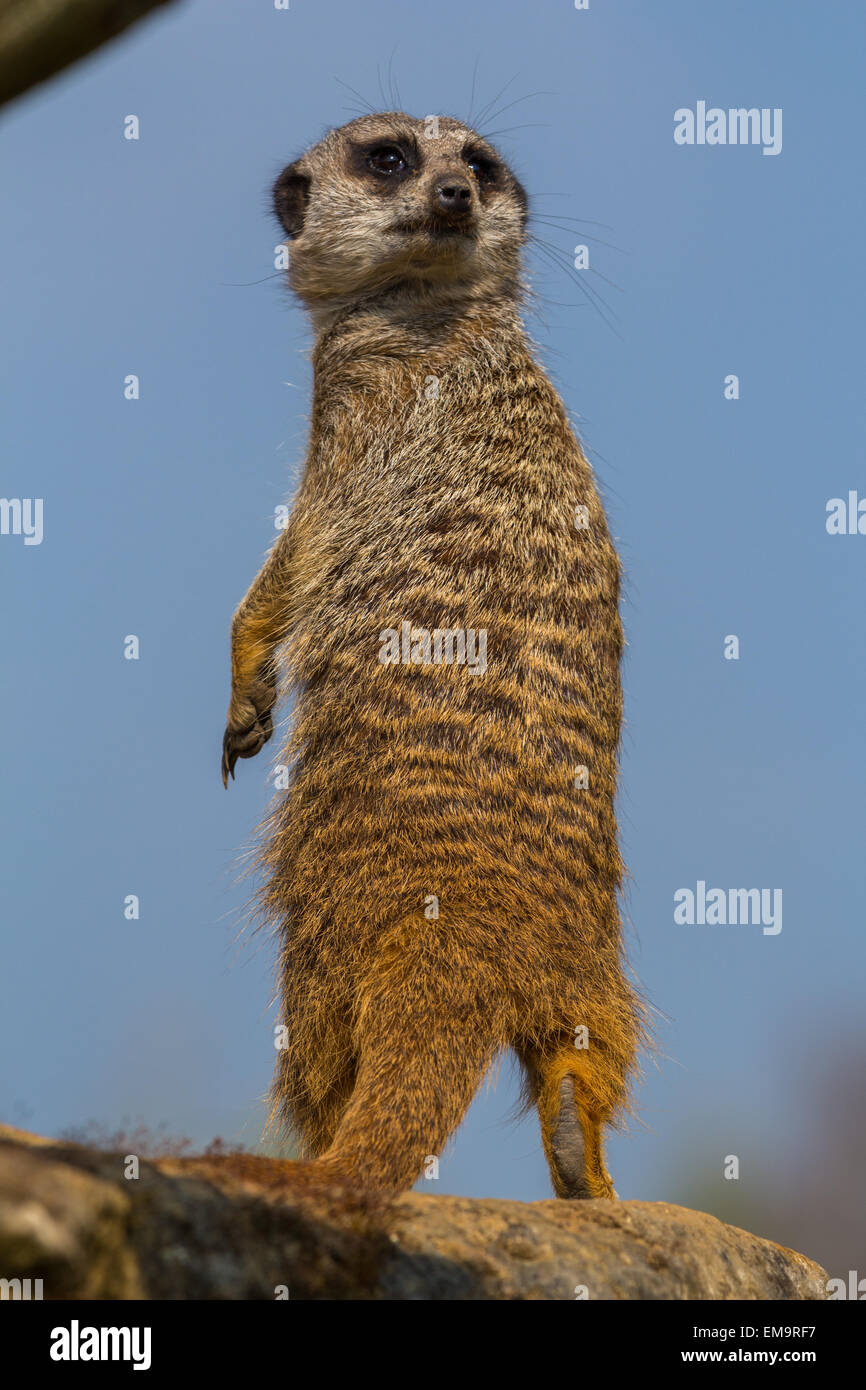 Meerkat standing sentry Stock Photo - Alamy