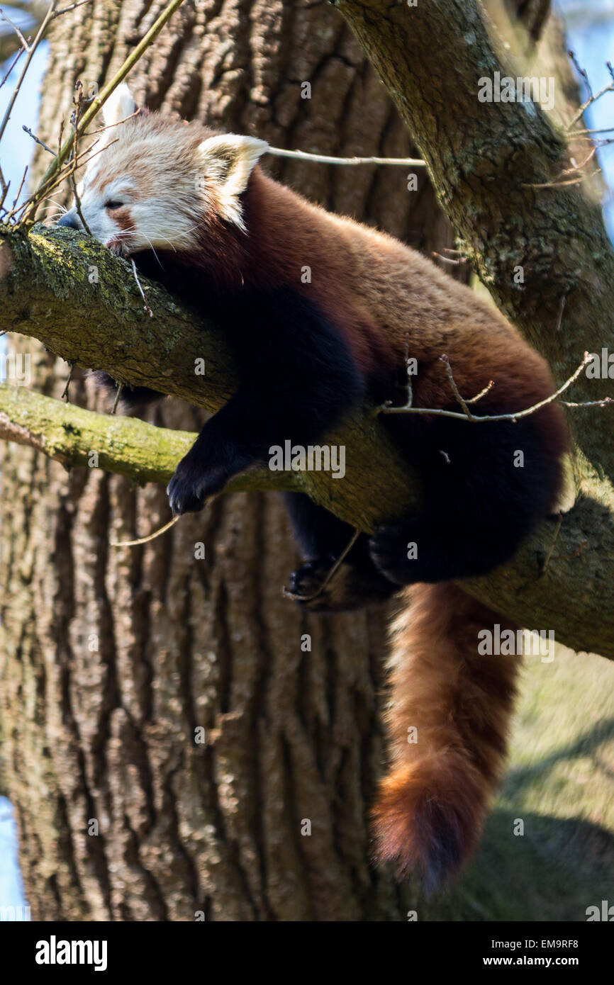 Red Panda resting in a tree Stock Photo - Alamy