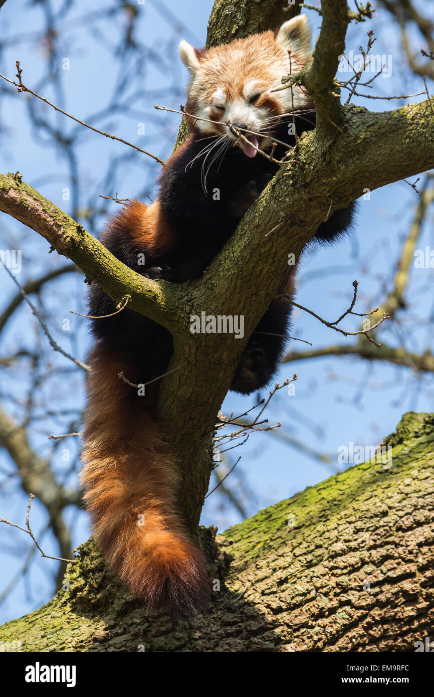 Red Panda resting in a tree Stock Photo - Alamy
