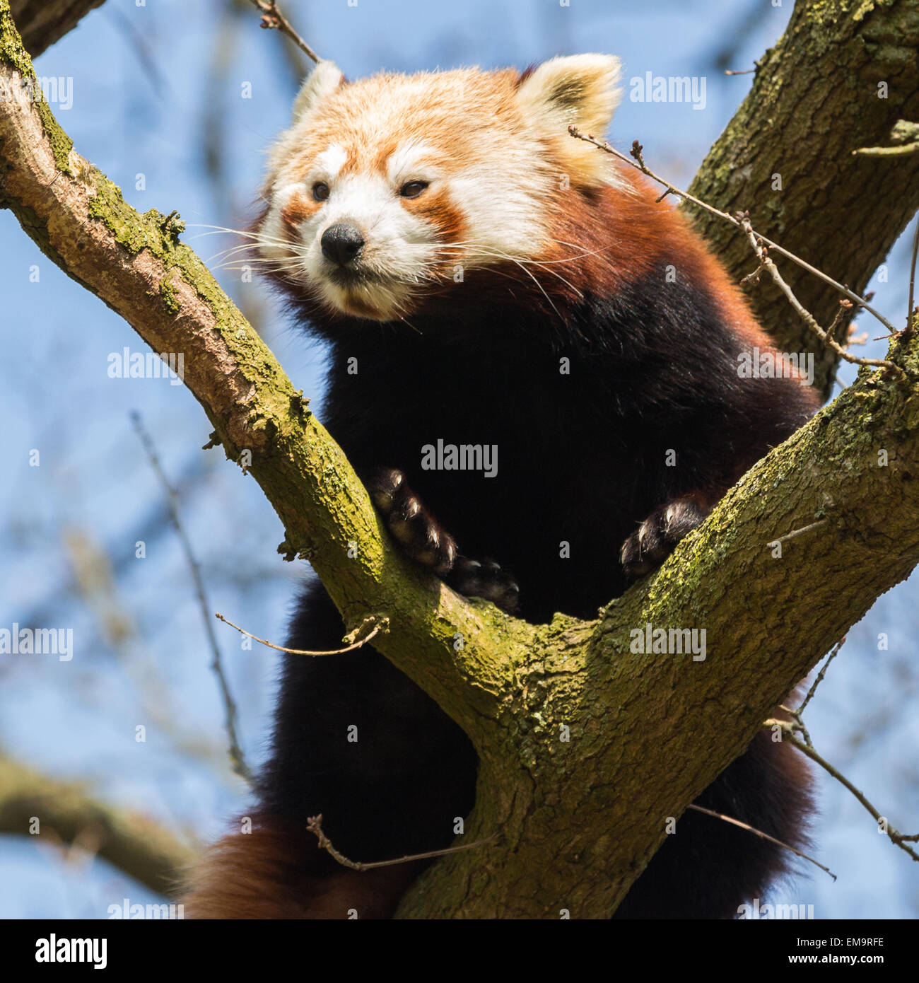 Red Panda resting in a tree Stock Photo - Alamy