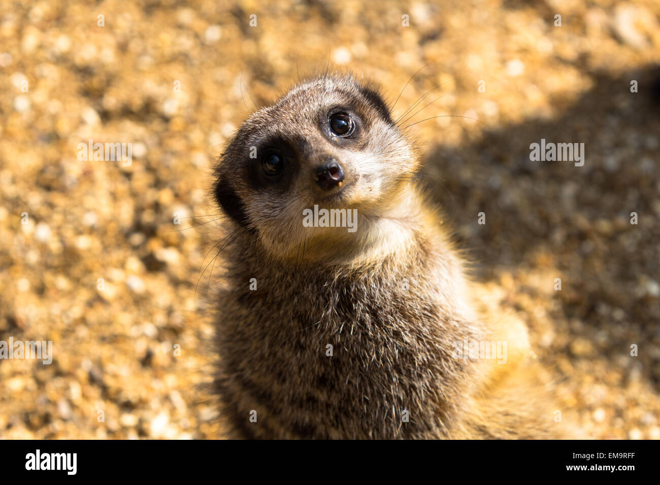 Meerkat standing sentry Stock Photo - Alamy