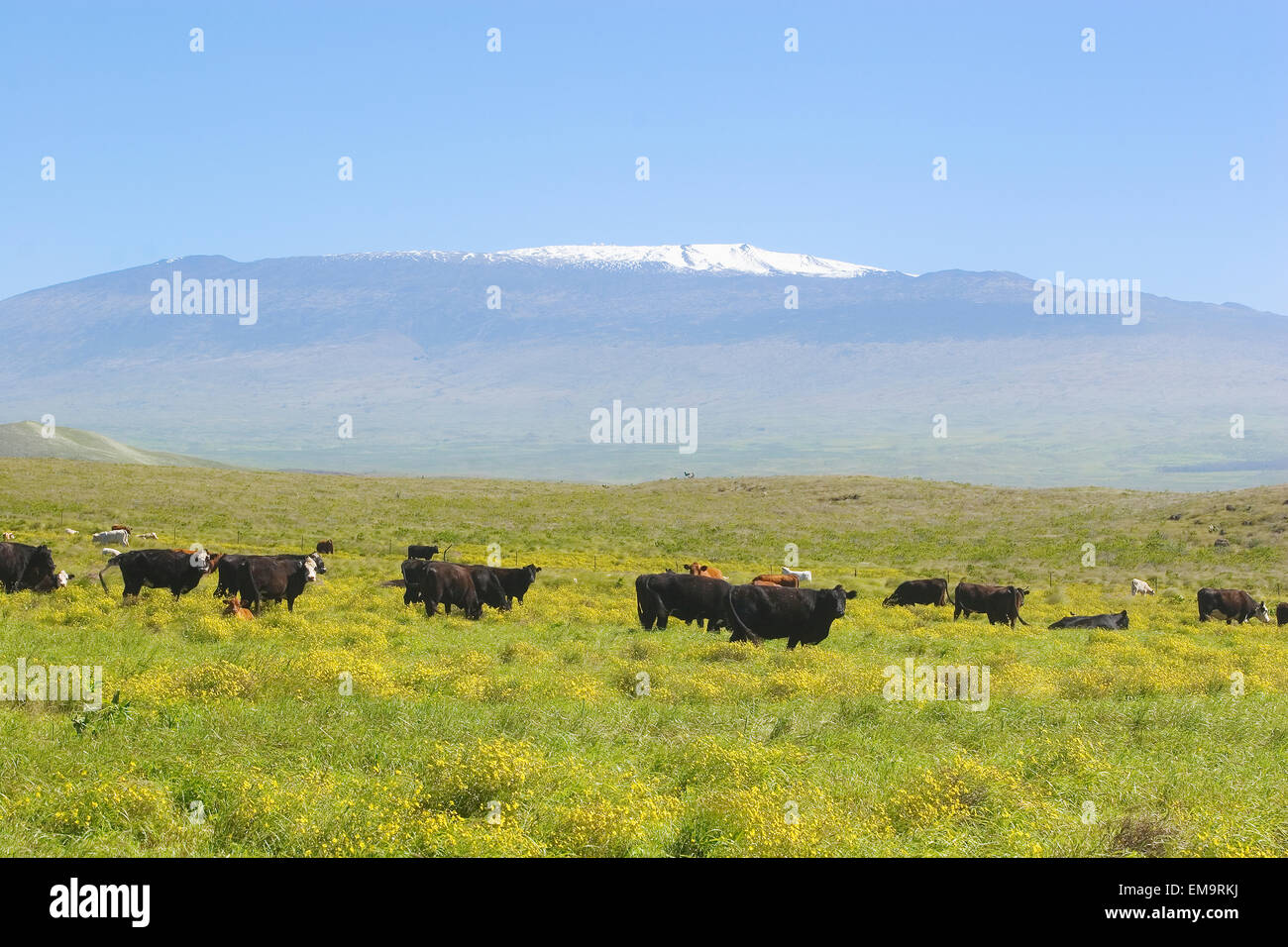 Hawaii, Big Island, Cattle Grazing Along Saddle Road With Snow Covered ...