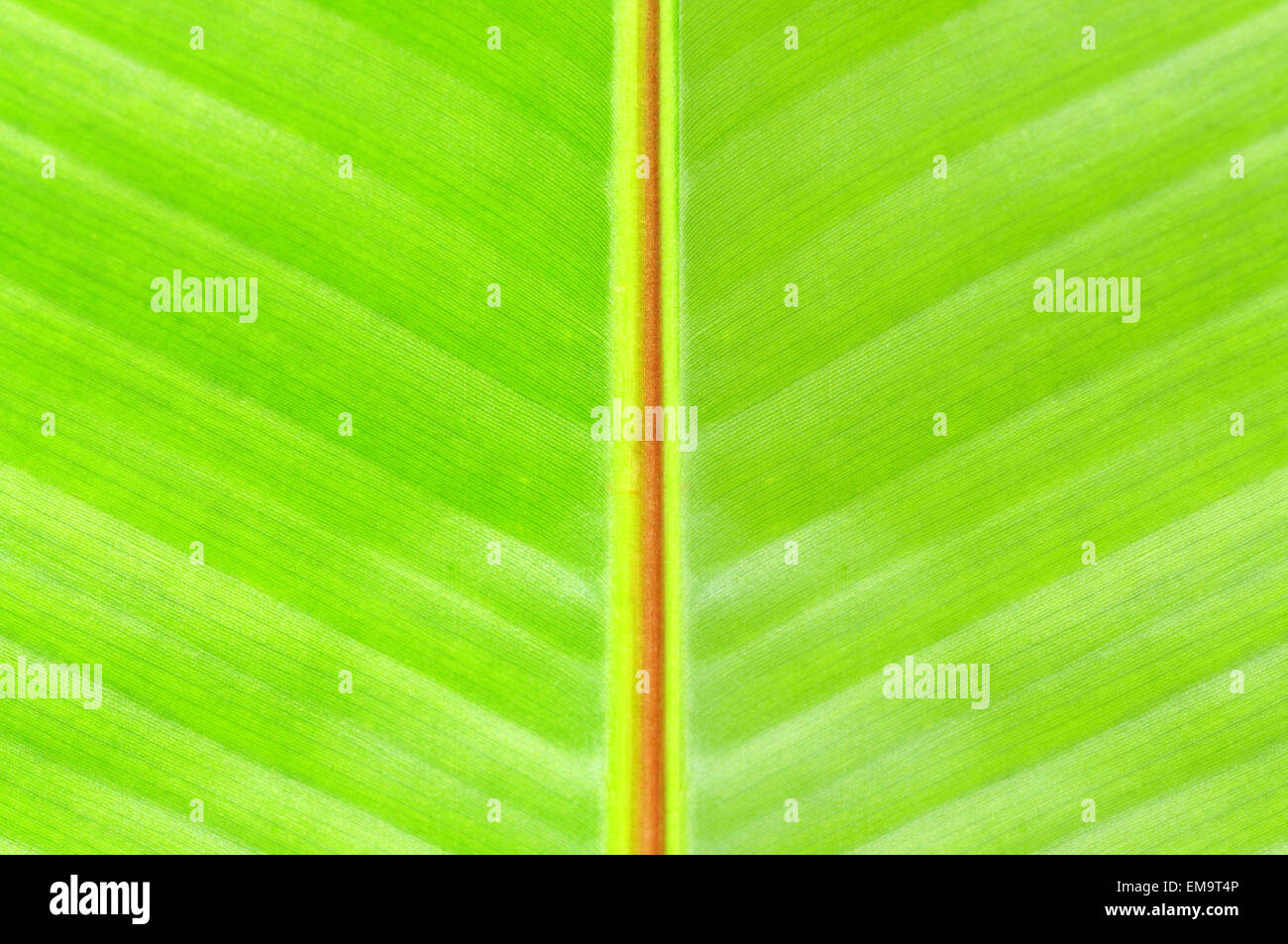 Center of a leaf hi-res stock photography and images - Alamy