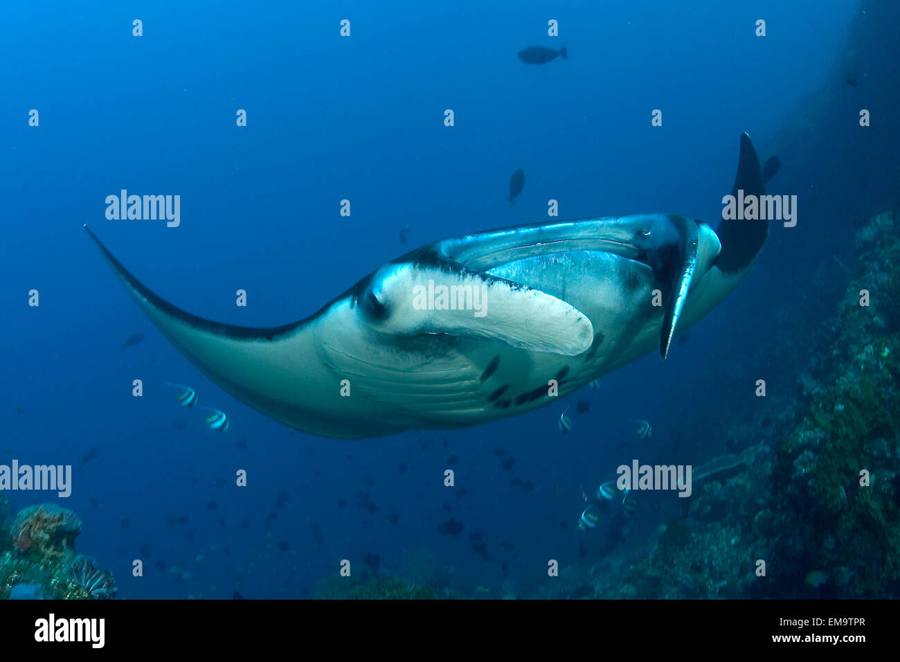Indonesia, Komodo, Manta Ray Underwater Near Reef And Fish Stock Photo ...
