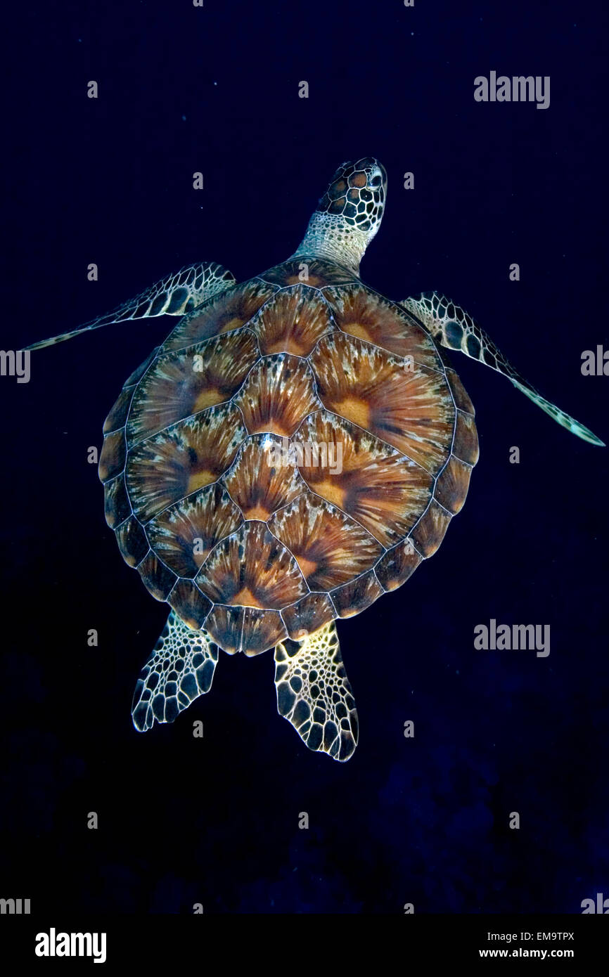 Micronesia, Palau, Green Sea Turtle (Chelonia Mydas) Detail Of Shell ...