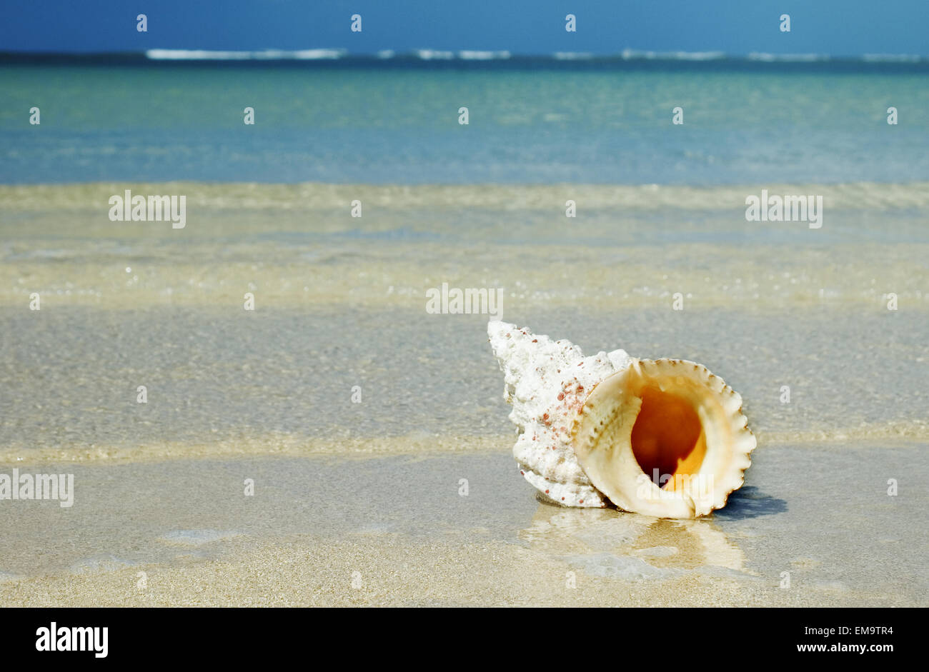 Tropical Seashell On The Beach With Gorgeous Clear Blue Ocean Behind ...