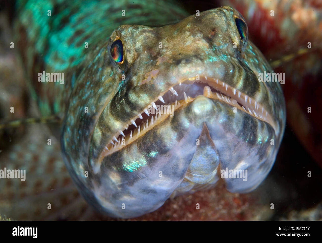Indonesia, Komodo, Lizardfish (Synodus Variegatus) Close-Up Stock Photo ...