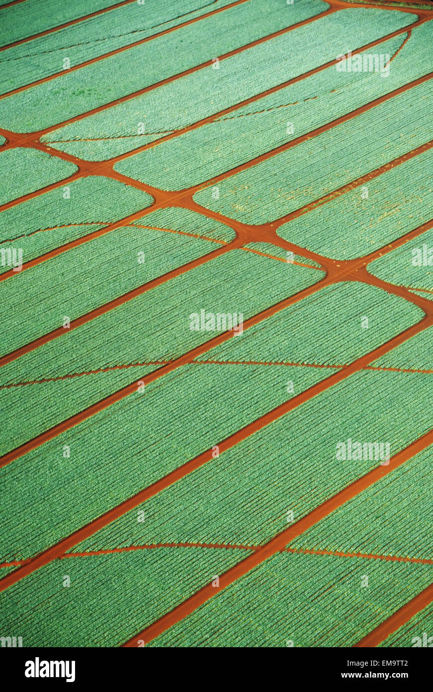 Hawaii, Oahu, Wahiawa, Aerial View Of Pineapple Fields Stock Photo - Alamy