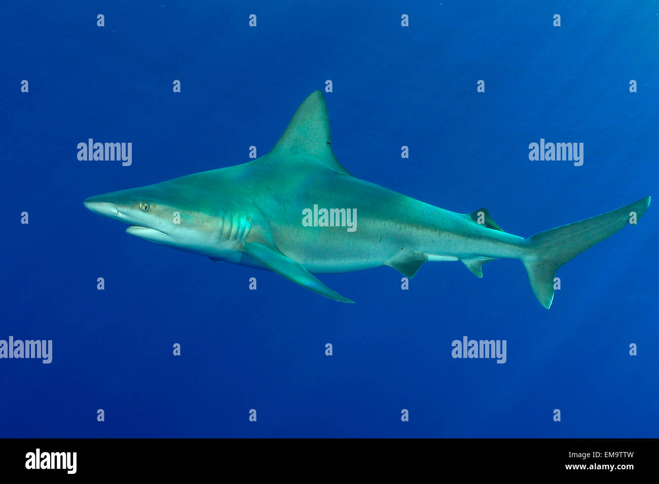 Hawaii, Sandbar Shark (Carcharhinus Plumbeus) Swims Through Blue Ocean ...