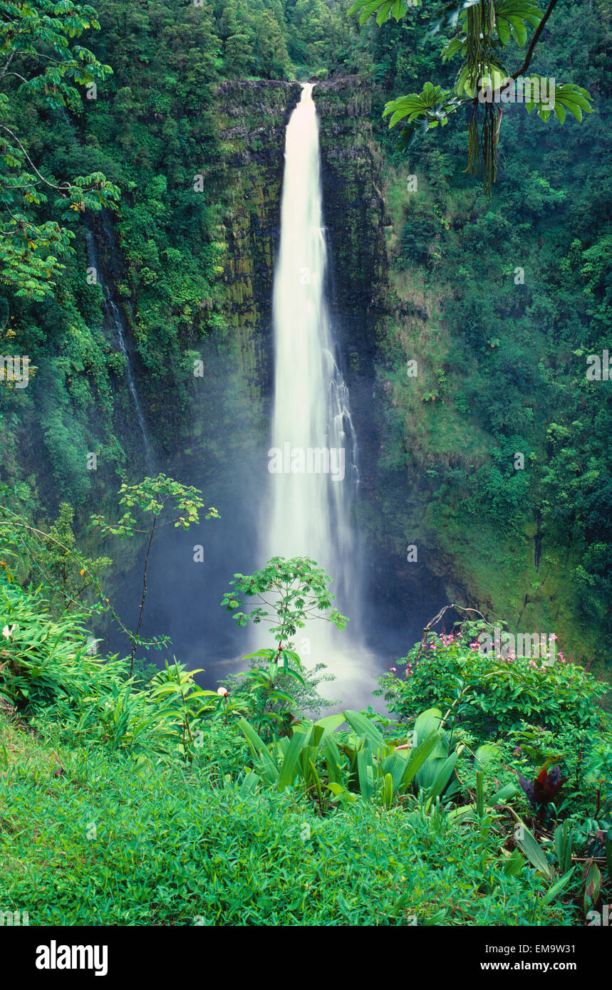 Hawaii, Big Island, Akaka Falls, Lush Greenery In Foreground Stock ...