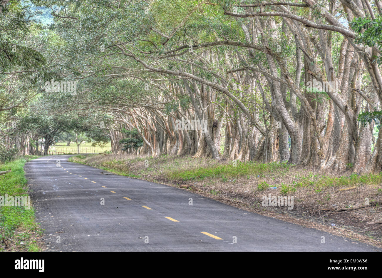 Country road surrounded by big old trees in the countryside of Panama ...