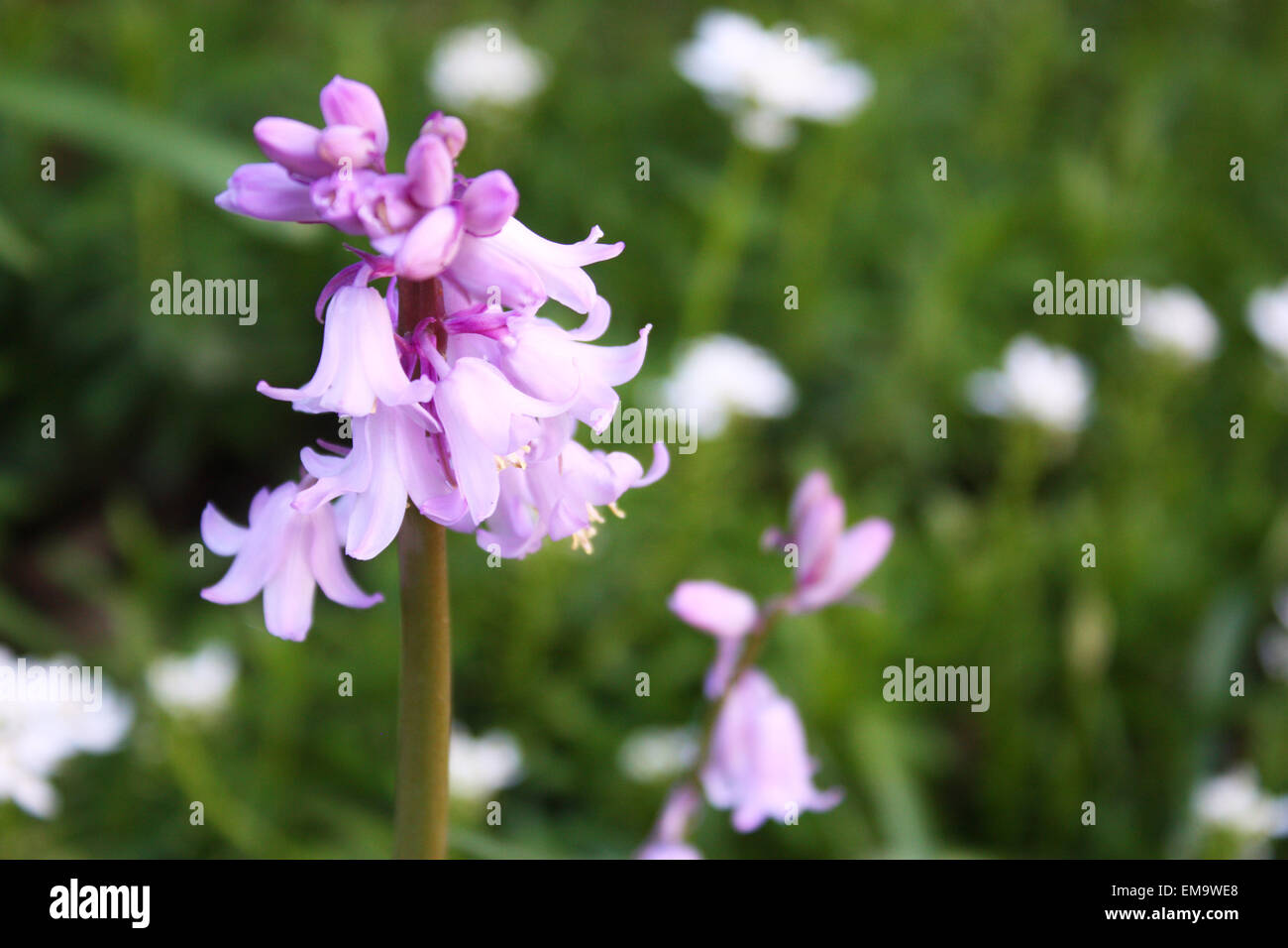 Bell Flowers High Resolution Stock Photography and Images - Alamy