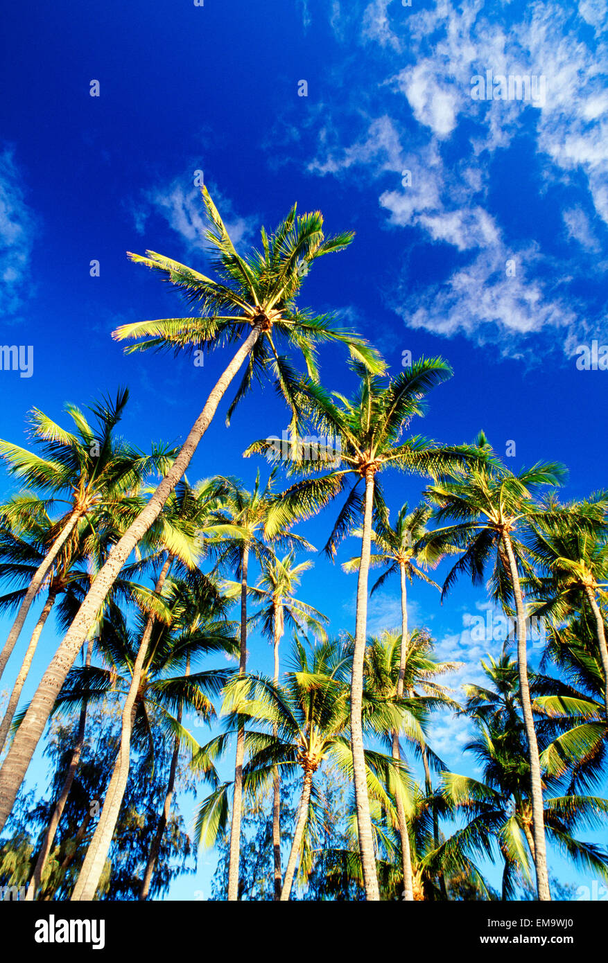 Hawaii, Upward View Of Tall Palm Trees, Blue Sky With Small Clouds ...