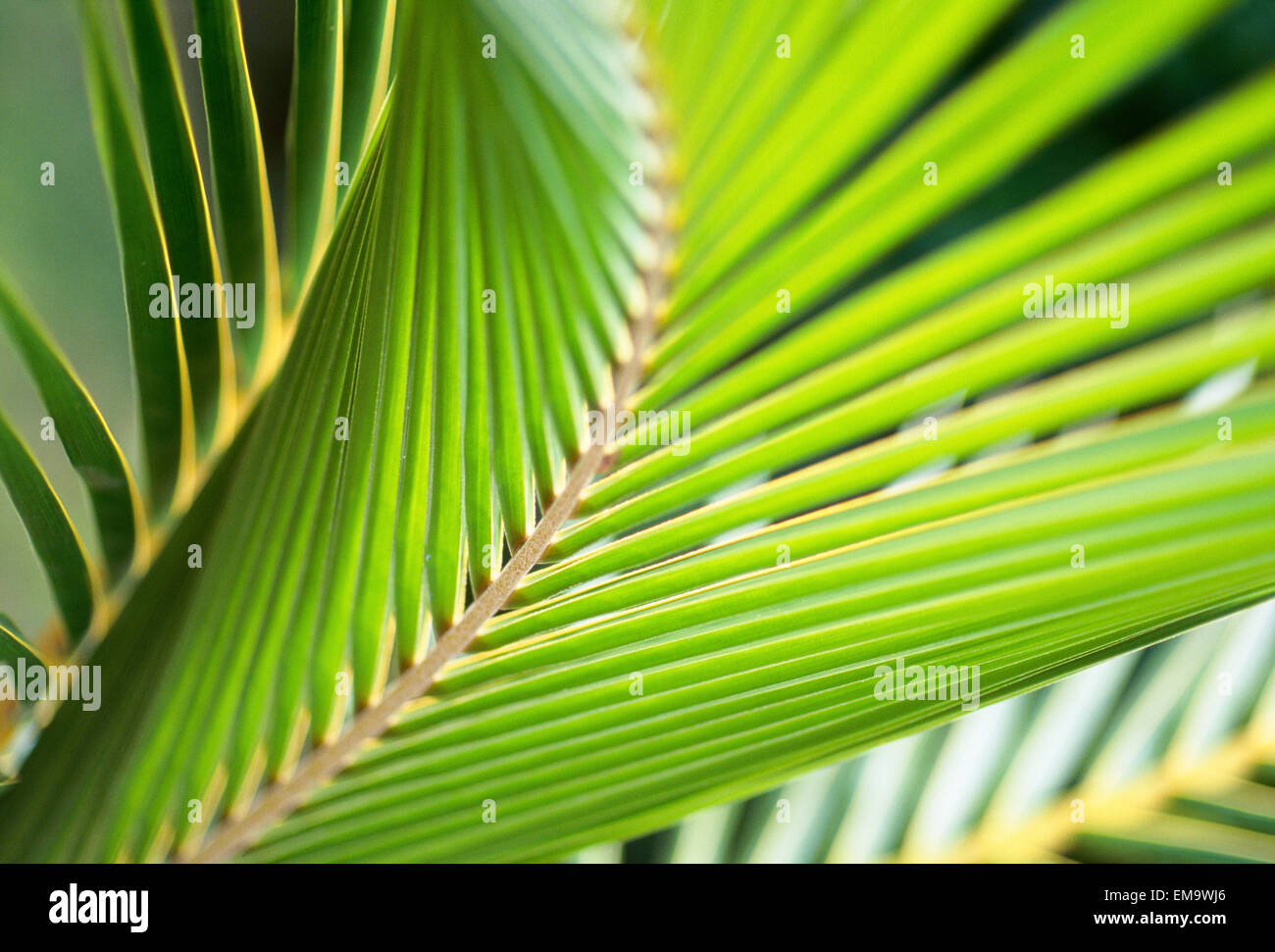 Closeup Detail Of Coconut Palm Leaf Stock Photo - Alamy