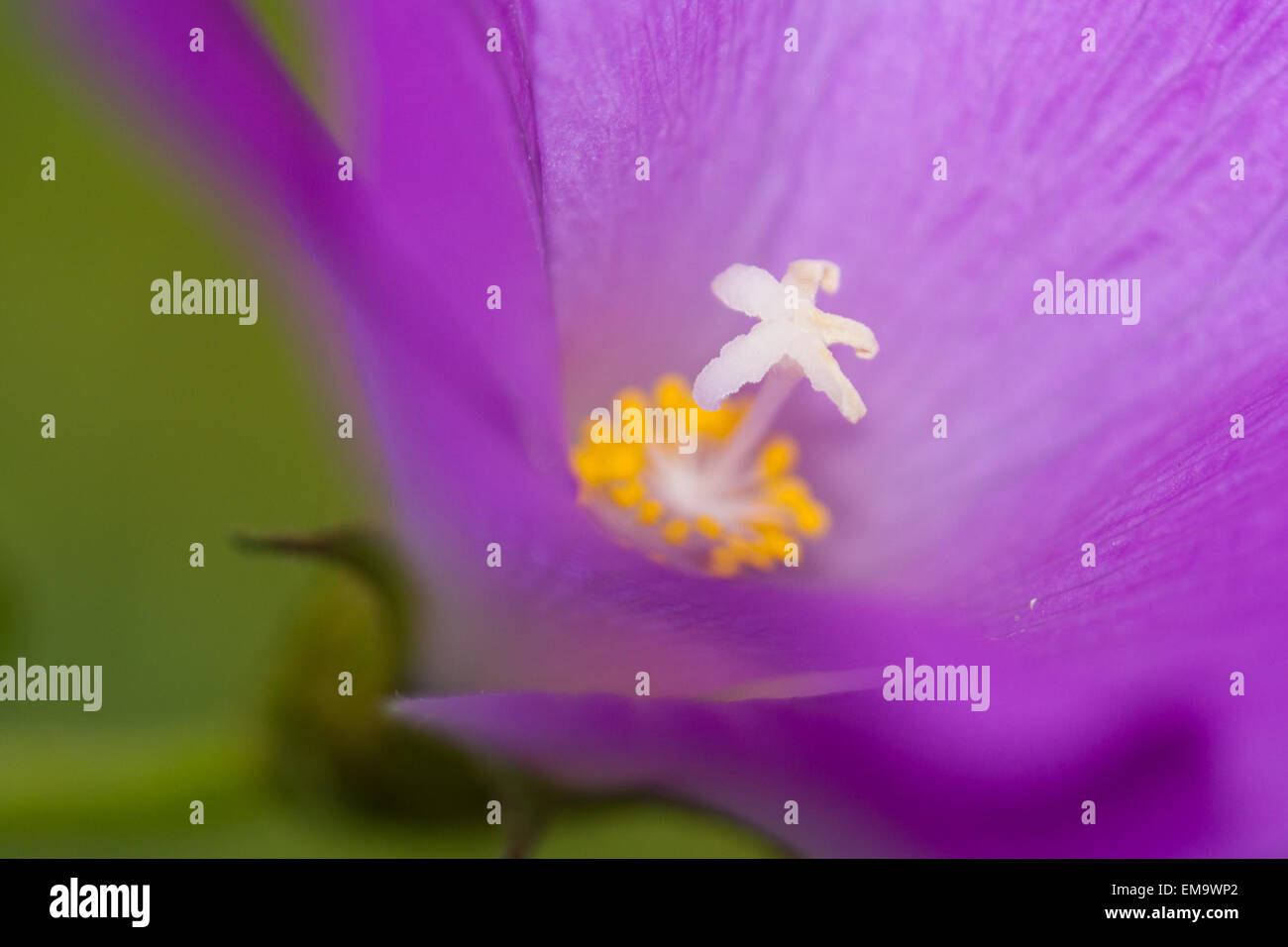 close up of a beautiful soft purple flower with a 5 pointed star in the ...