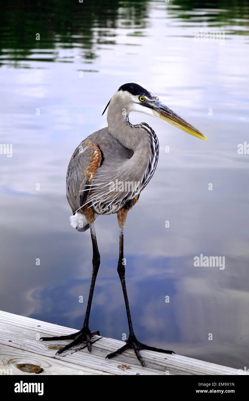 Great blue heron, Ardea herodias, standing on dock, waiting Stock Photo ...