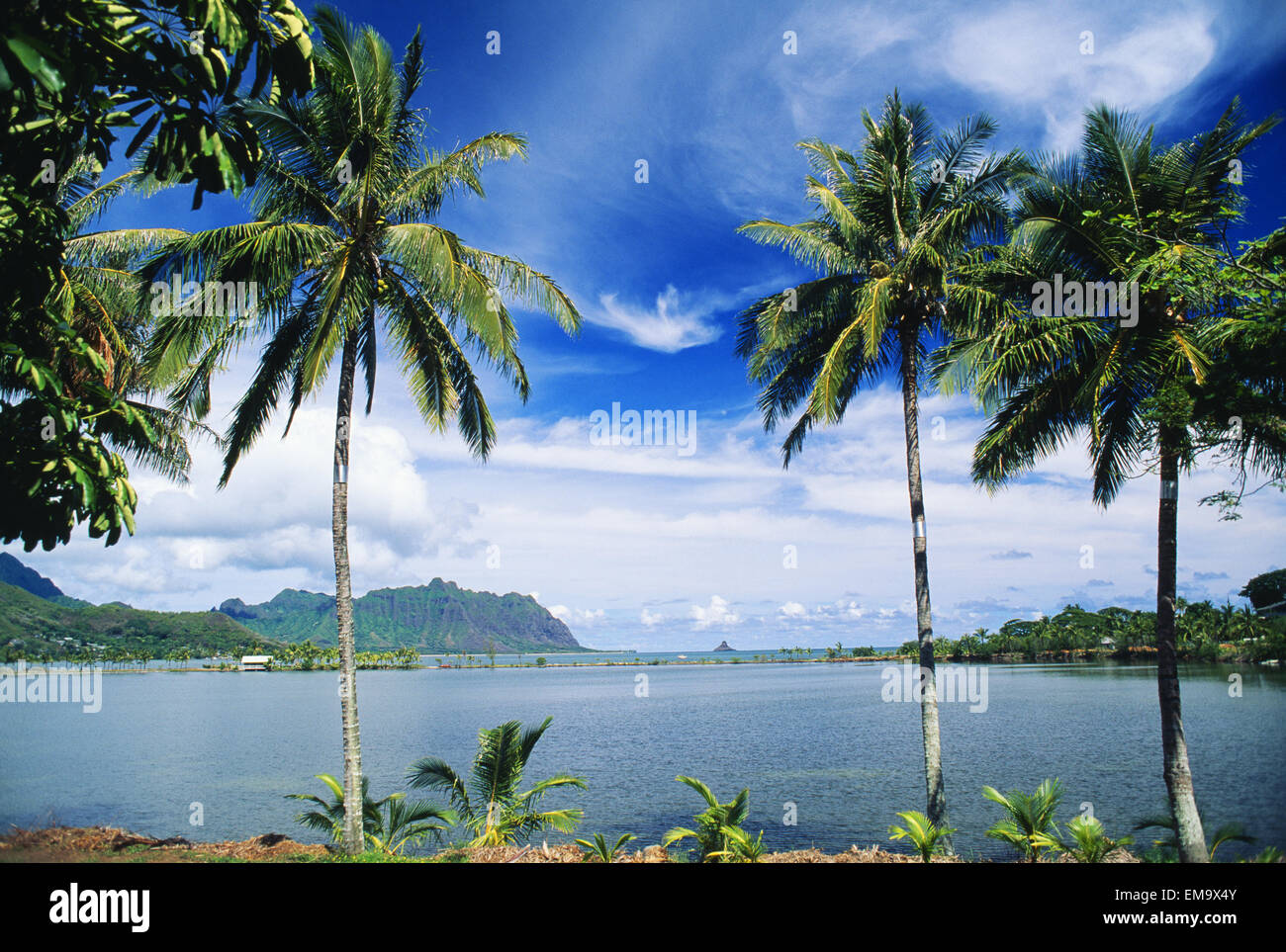 Kahaluu pond hi-res stock photography and images - Alamy