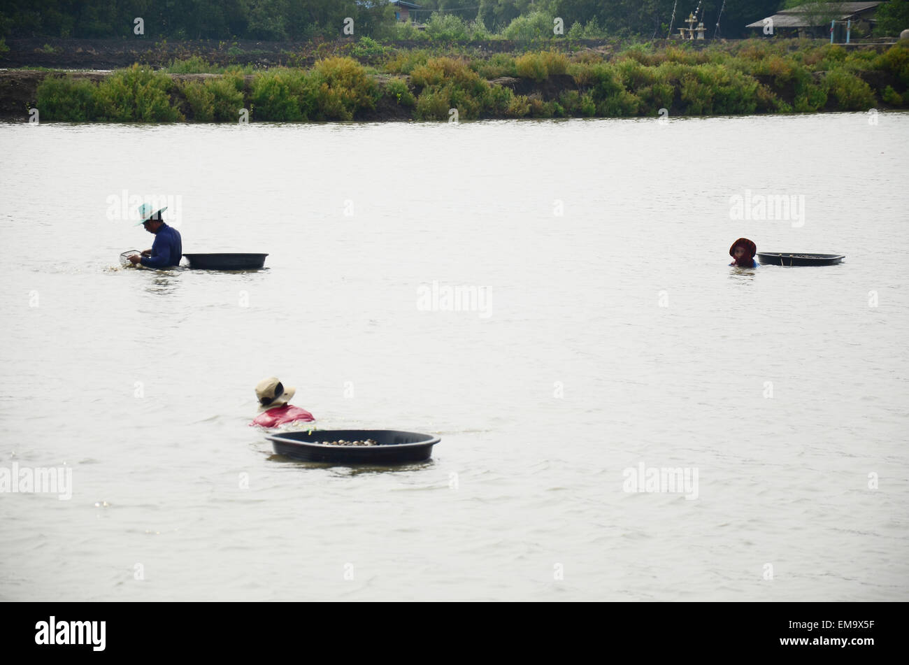 Thai people aquaculture cockle farm and catching for sale at ...