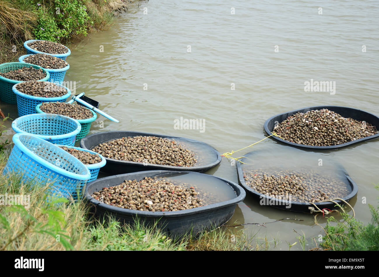 Blood cockle farm Stock Photo - Alamy