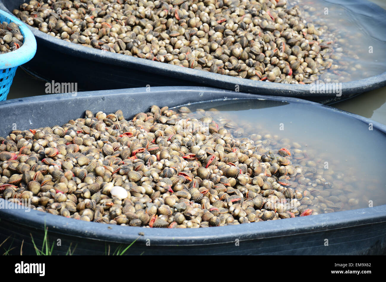 Blood cockle farm Stock Photo - Alamy